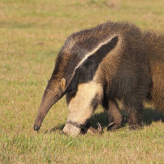 Sauver les fourmiliers géants au Brésil - Beauval Nature