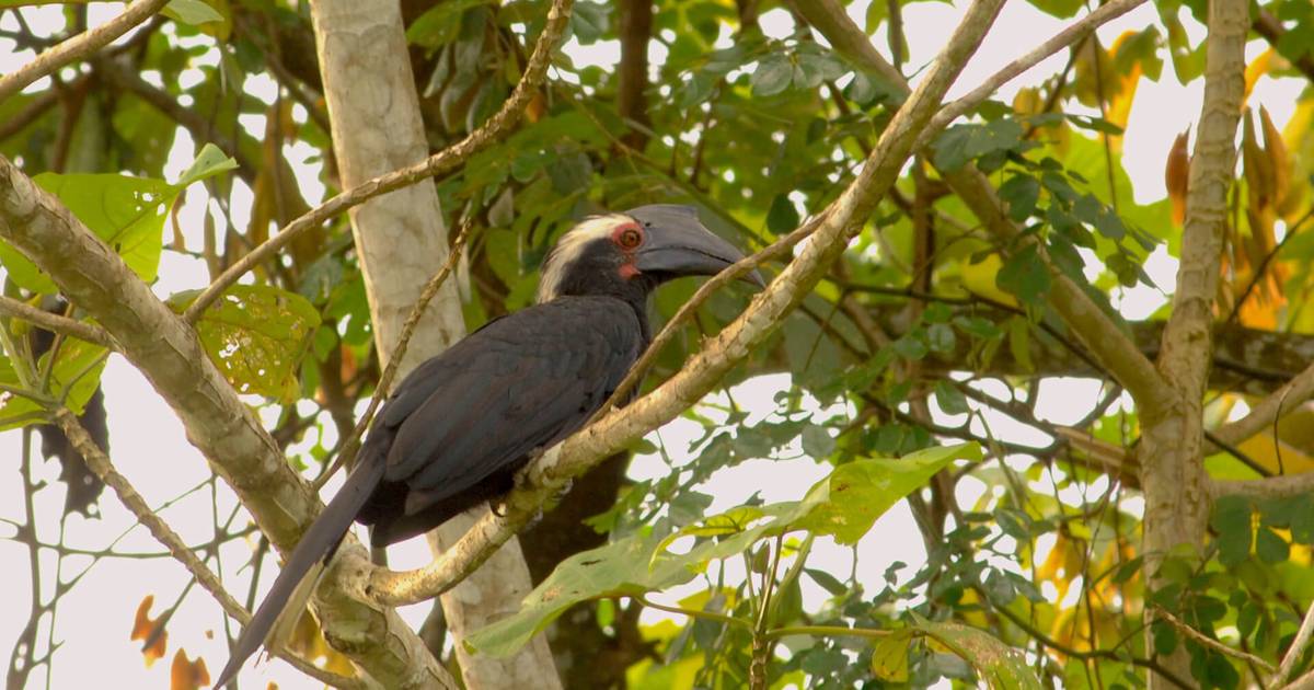 Reproduction des calaos en Malaisie - Beauval Nature