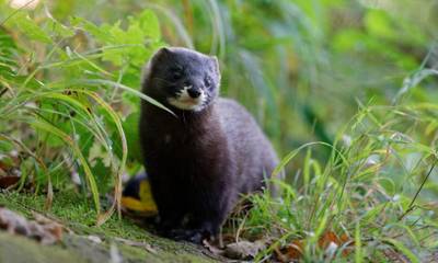 Sauver le vison d'Europe - Beauval Nature