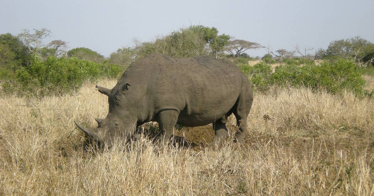 Protéger les rhinocéros en Namibie - Beauval Nature