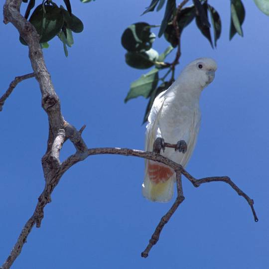Recueillir et réintroduire le cacatoès des Philippines - Beauval Nature