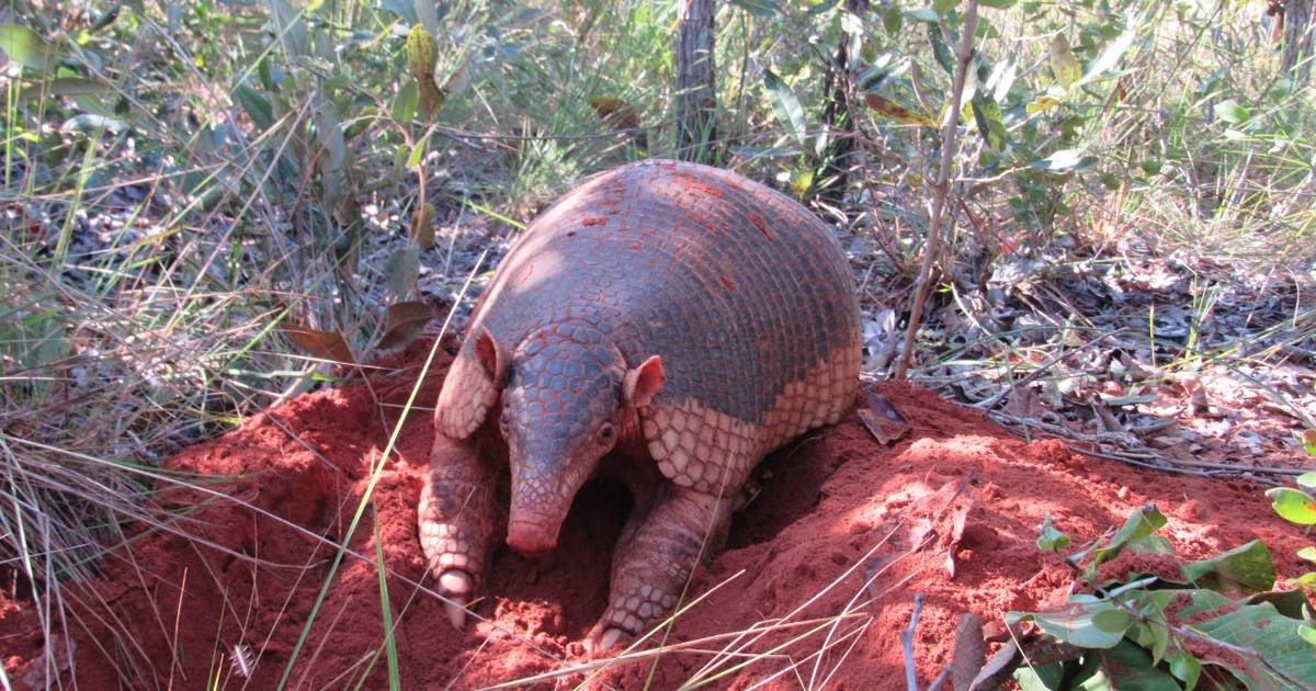 Etudier et suivre les tatous géants au Brésil - Beauval Nature