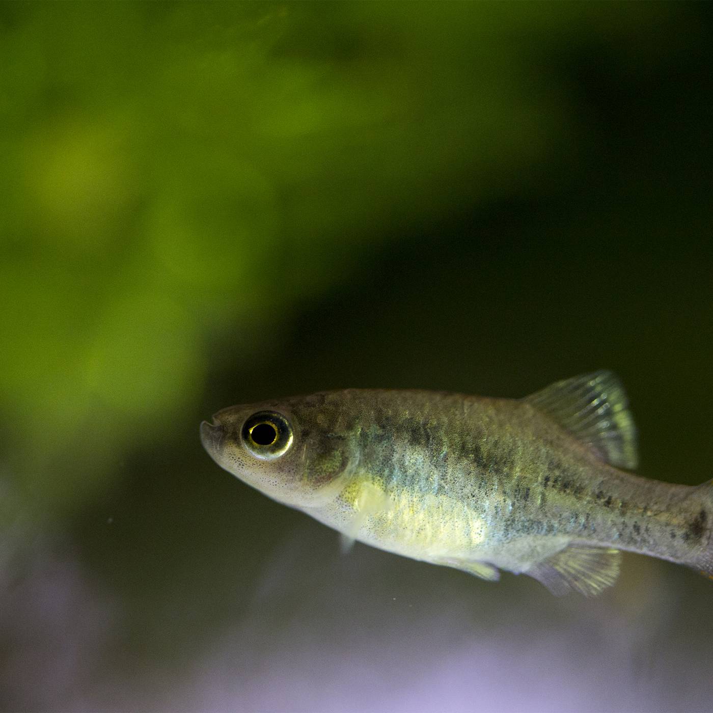 Sauvegarder les poissons d'eau douce au Mexique - Beauval Nature