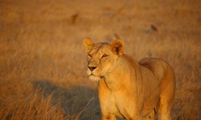 Lutter contre le braconnage des lions au Sénégal - Beauval Nature