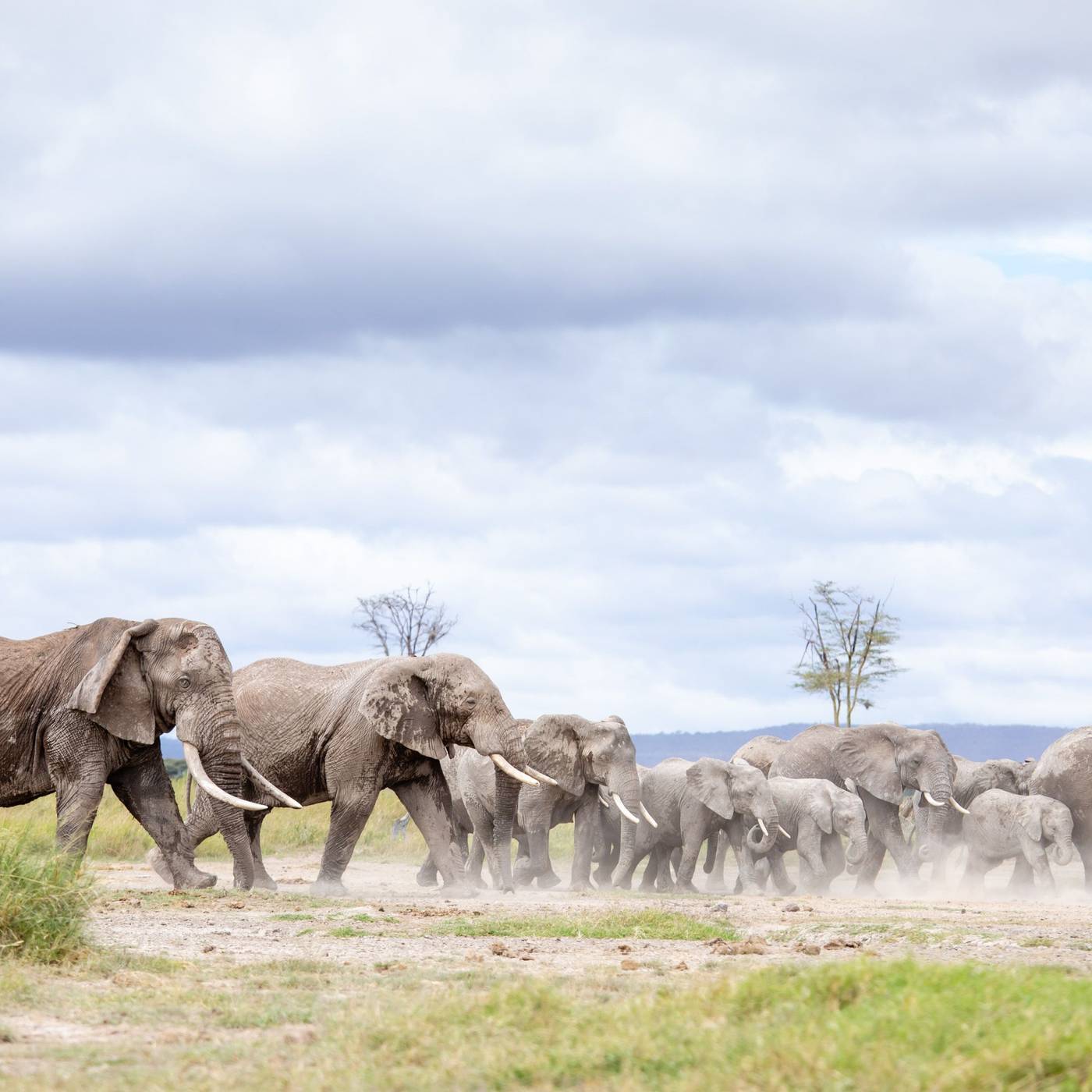 Protéger les éléphants d'Afrique et leur habitat - Beauval Nature