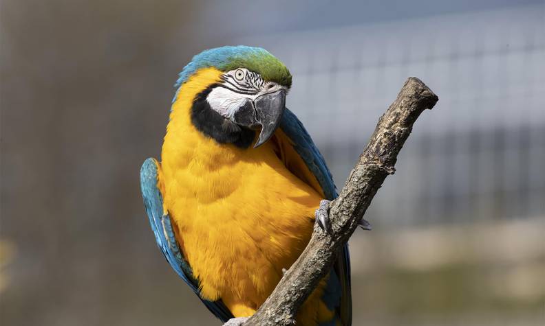 Comprendre les expressions faciales des Psittacidés - Beauval Nature