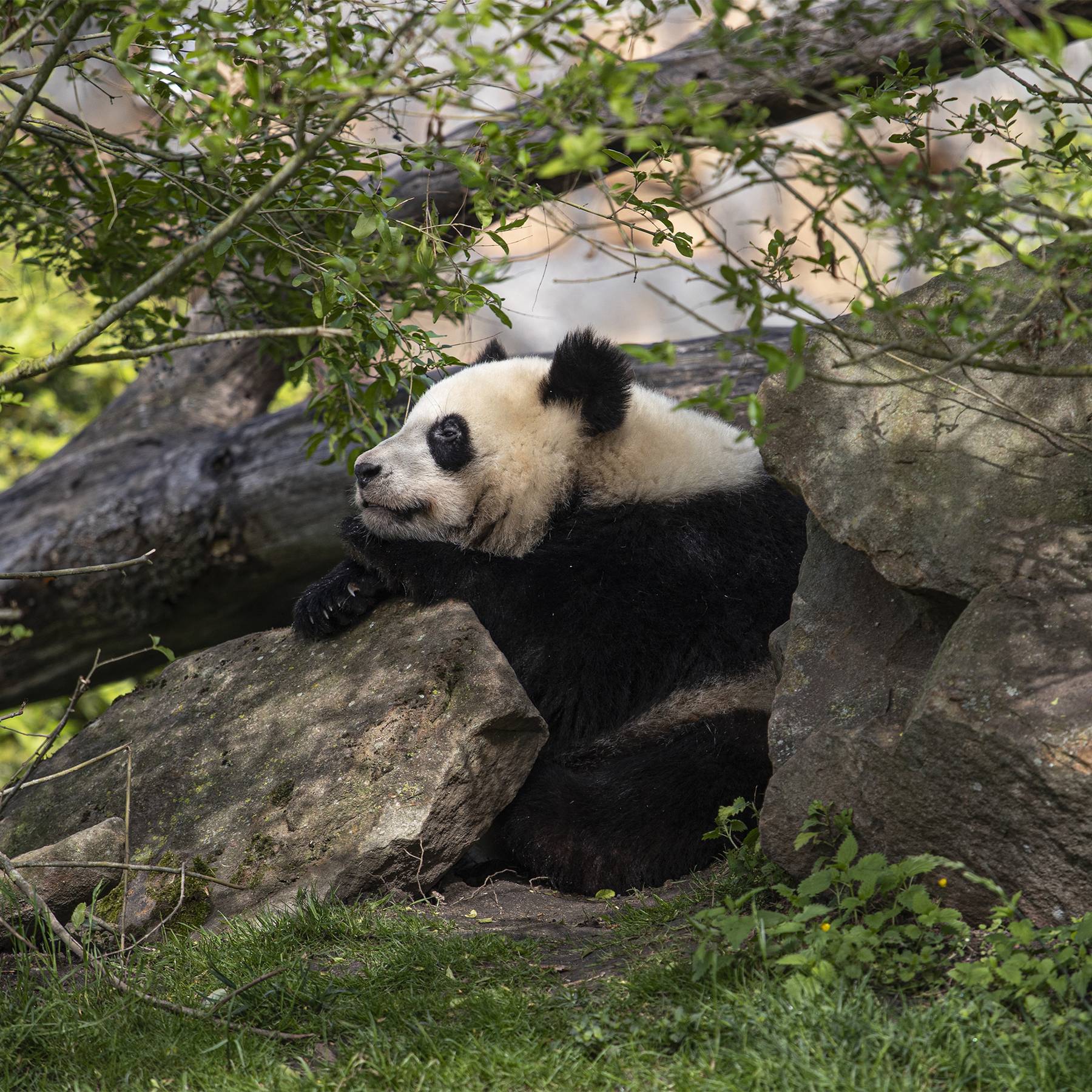 Réintroduire et conserver les pandas géants en Chine - Beauval Nature