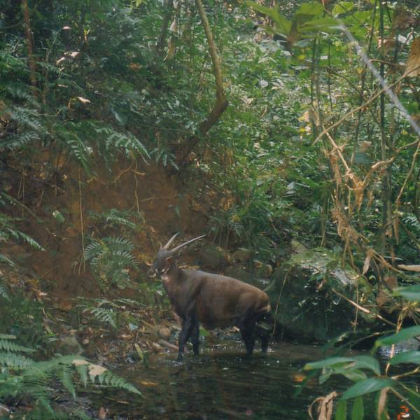 Sauver les derniers saolas au Laos et au Vietnam - Beauval Nature
