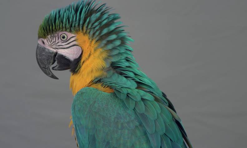 Comprendre les expressions faciales des Psittacidés - Beauval Nature
