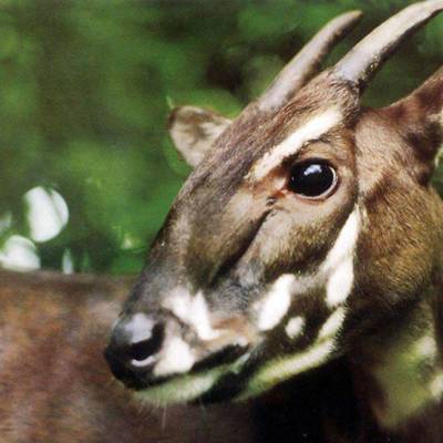 Sauver les derniers saolas au Laos et au Vietnam - Beauval Nature