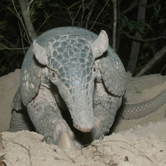 Etudier et suivre les tatous géants au Brésil - Beauval Nature