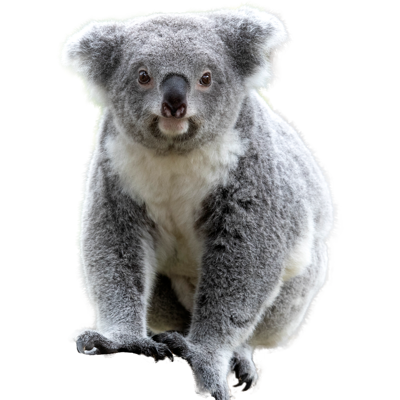 Protéger les koalas en Australie - Beauval Nature