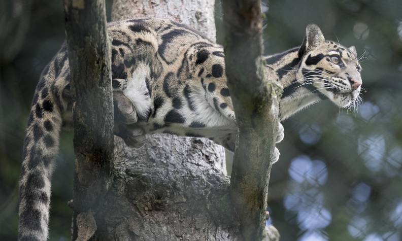 Favoriser le bien-être des panthères nébuleuses - Beauval Nature