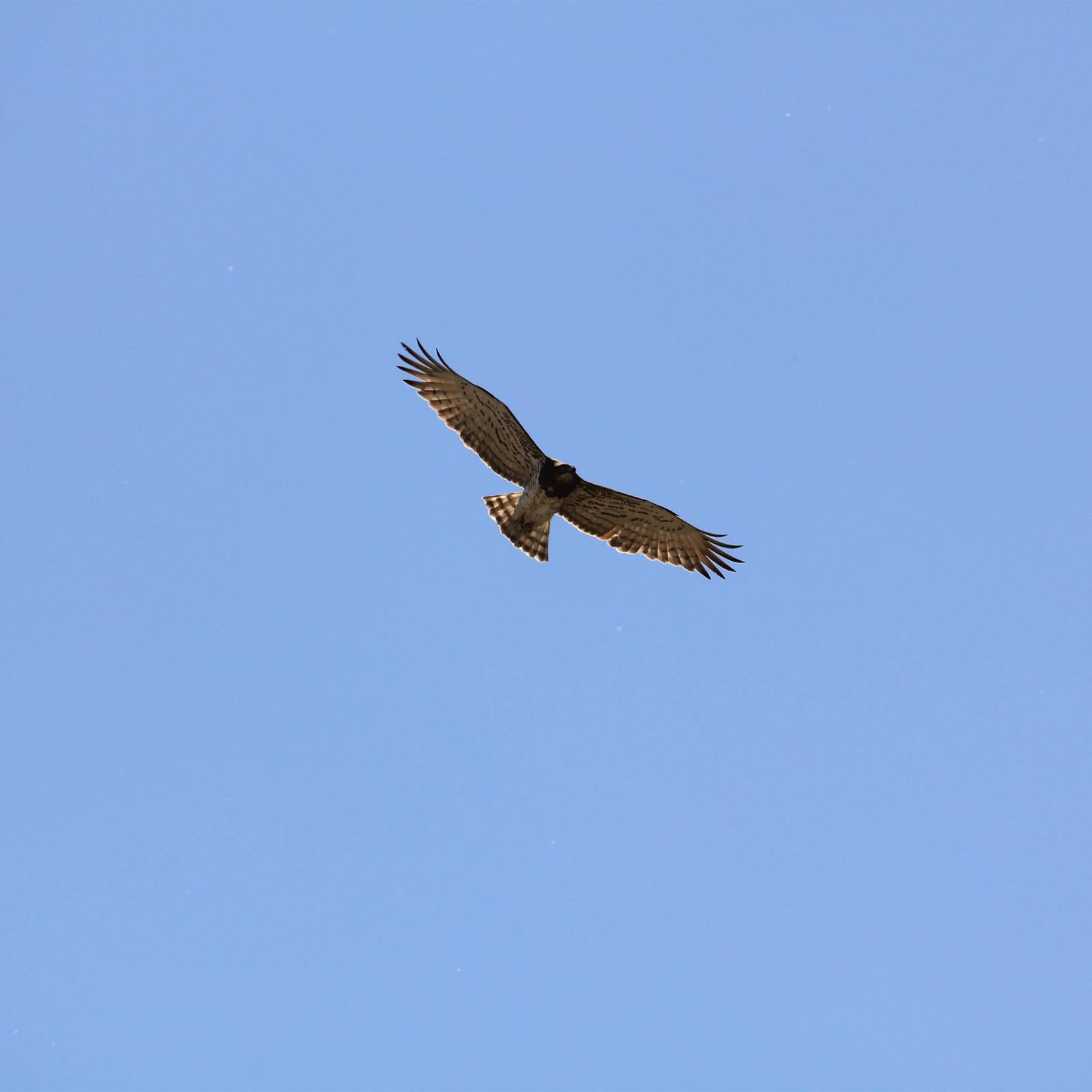 Protéger les rapaces en Europe - Beauval Nature