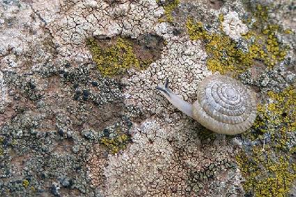 Conserver les escargots des îles Desertas au Portugal - Beauval Nature