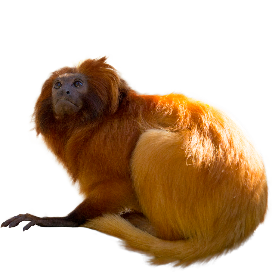 Protéger 4 espèces de tamarins-lions au Brésil - Beauval Nature