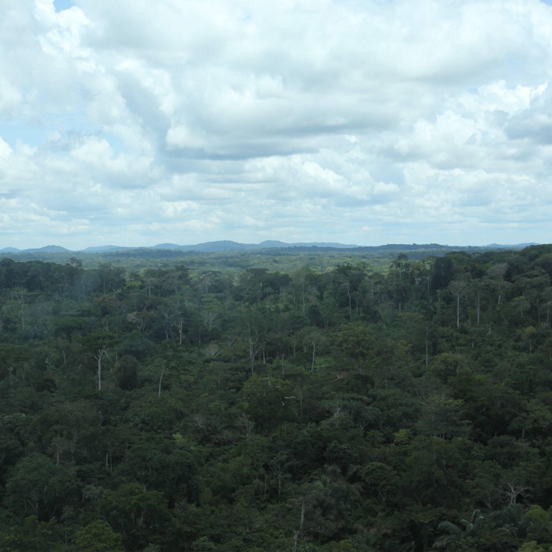 Sauvegarder les okapis au Congo - Beauval Nature