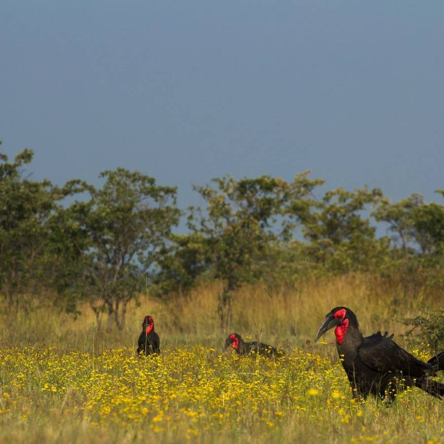 Favoriser la reproduction du calao terrestre de Leadbeater - Beauval Nature
