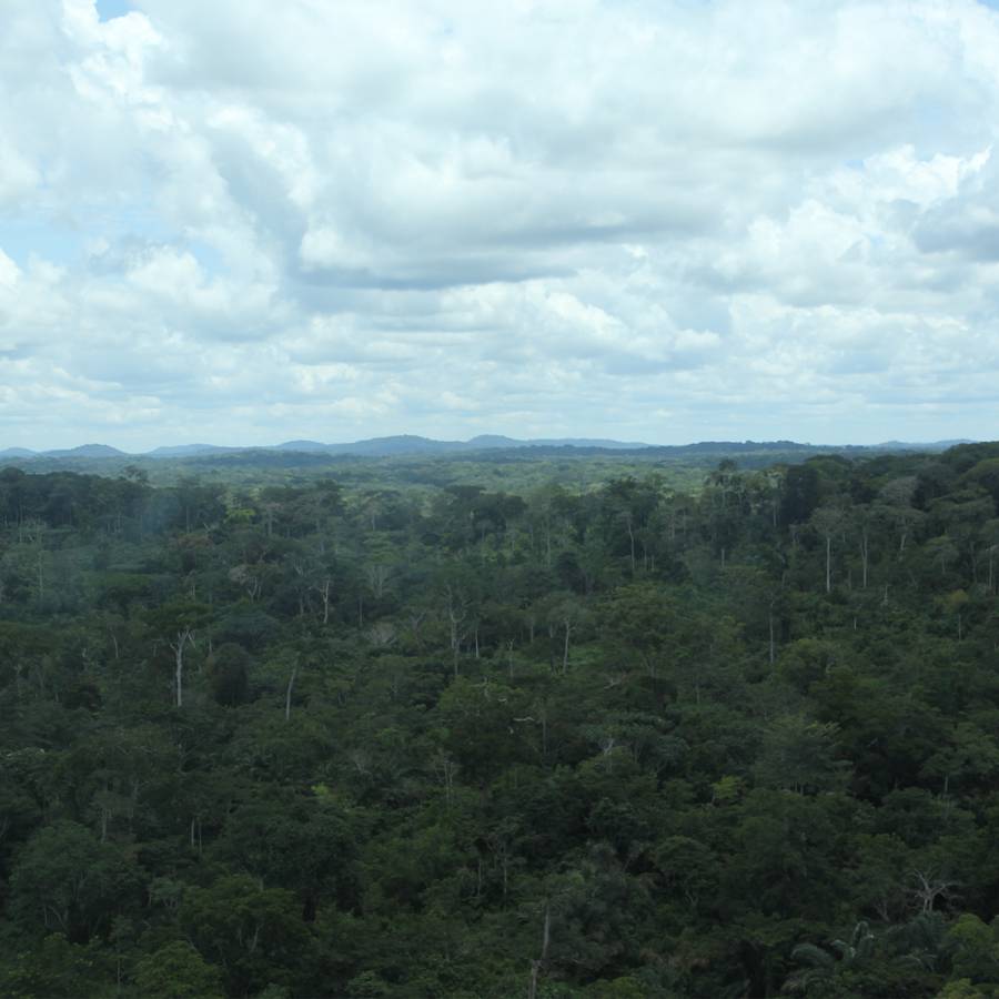 Sauvegarder les okapis au Congo - Beauval Nature