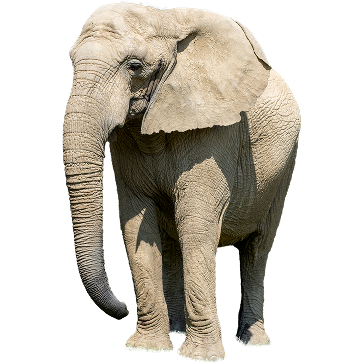 Protéger les éléphants d'Afrique et leur habitat - Beauval Nature