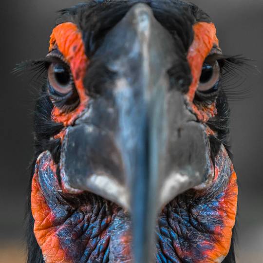 Favoriser la reproduction du calao terrestre de Leadbeater - Beauval Nature