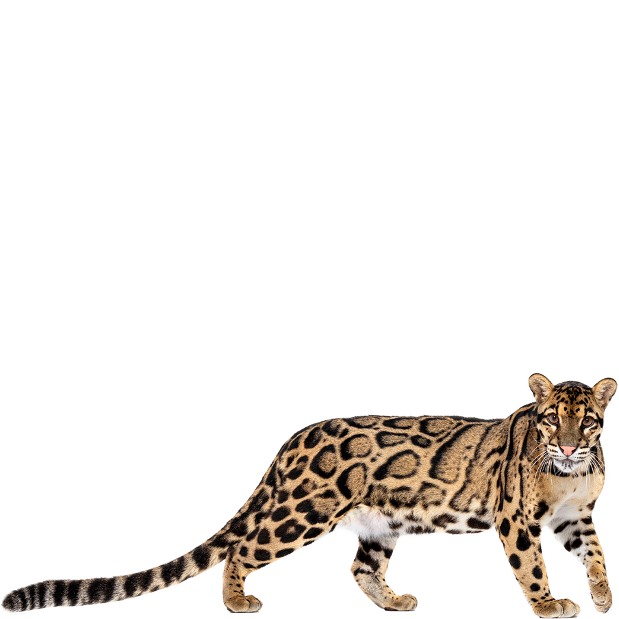 Favoriser le bien-être des panthères nébuleuses - Beauval Nature