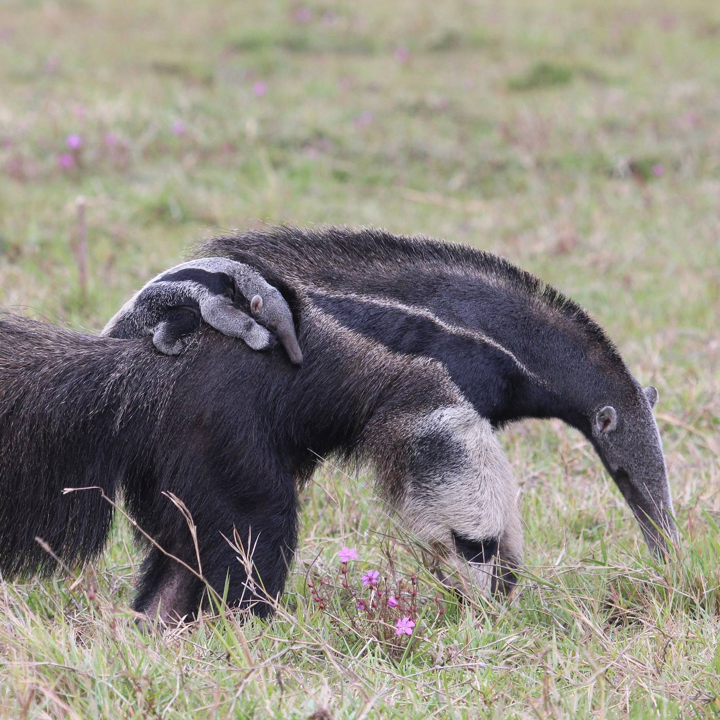 Sauver les fourmiliers géants au Brésil - Beauval Nature