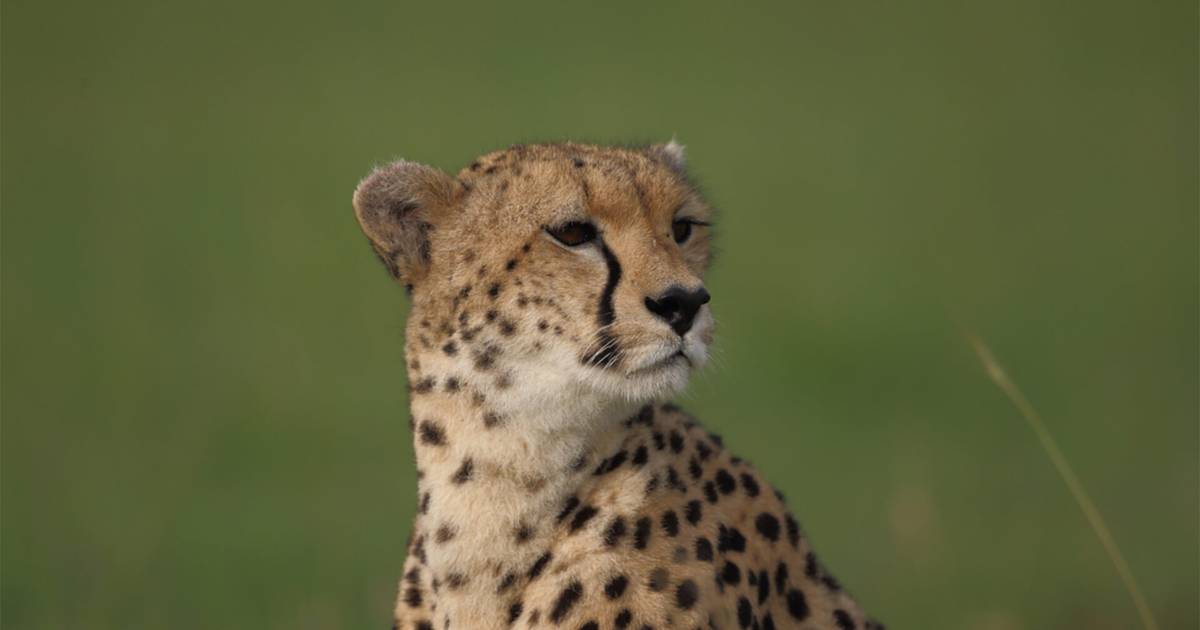 Protéger les guépards en Namibie - Beauval Nature