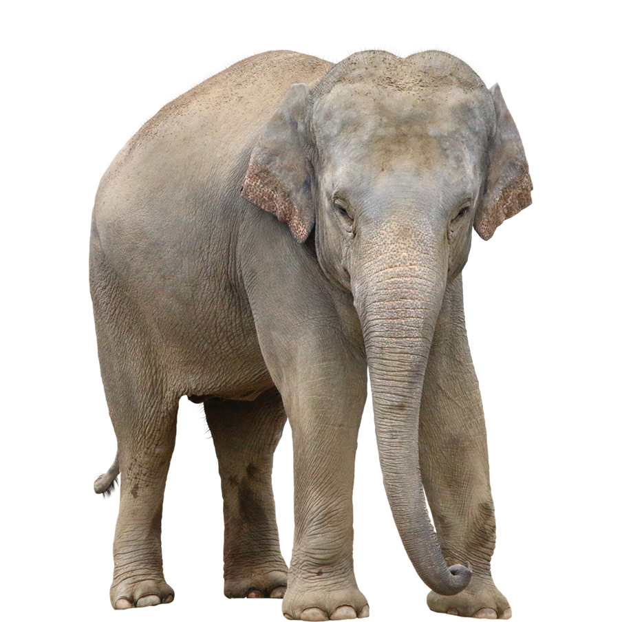Etudier la coexistence Hommes - Eléphants d'Asie - Beauval Nature