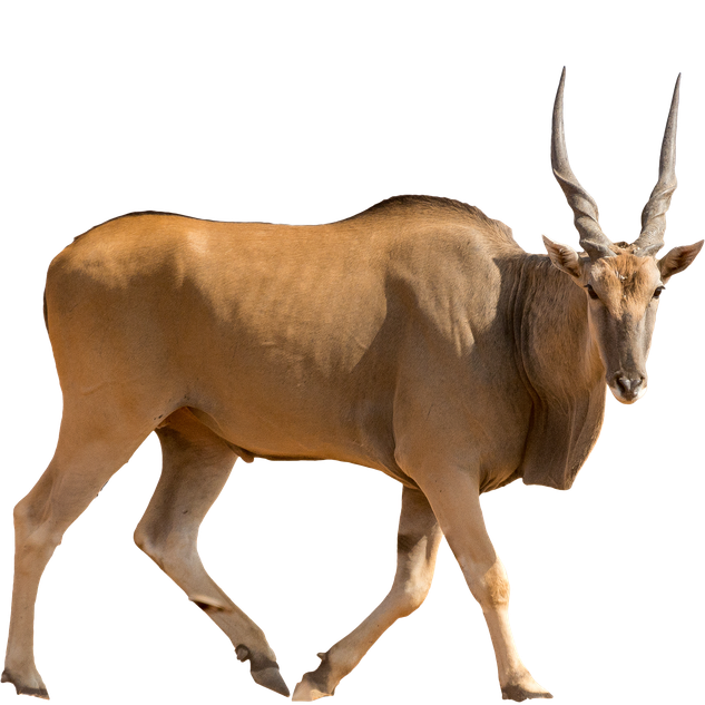 Protéger l'éland de Derby et la faune au Sénégal - Beauval Nature