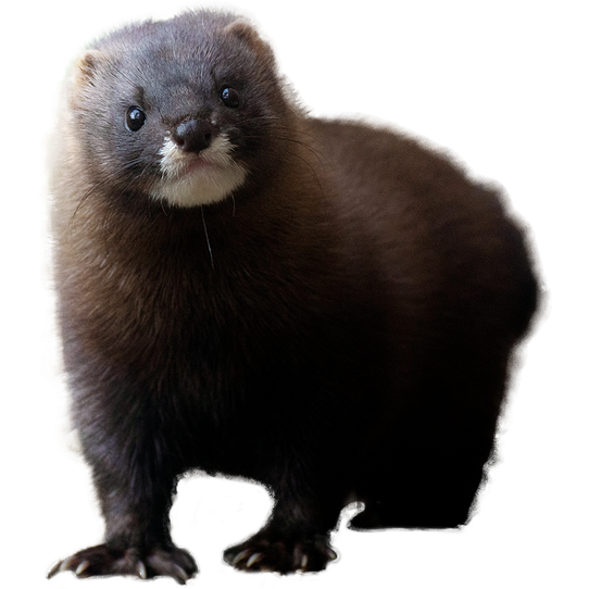 Sauver le vison d'Europe - Beauval Nature