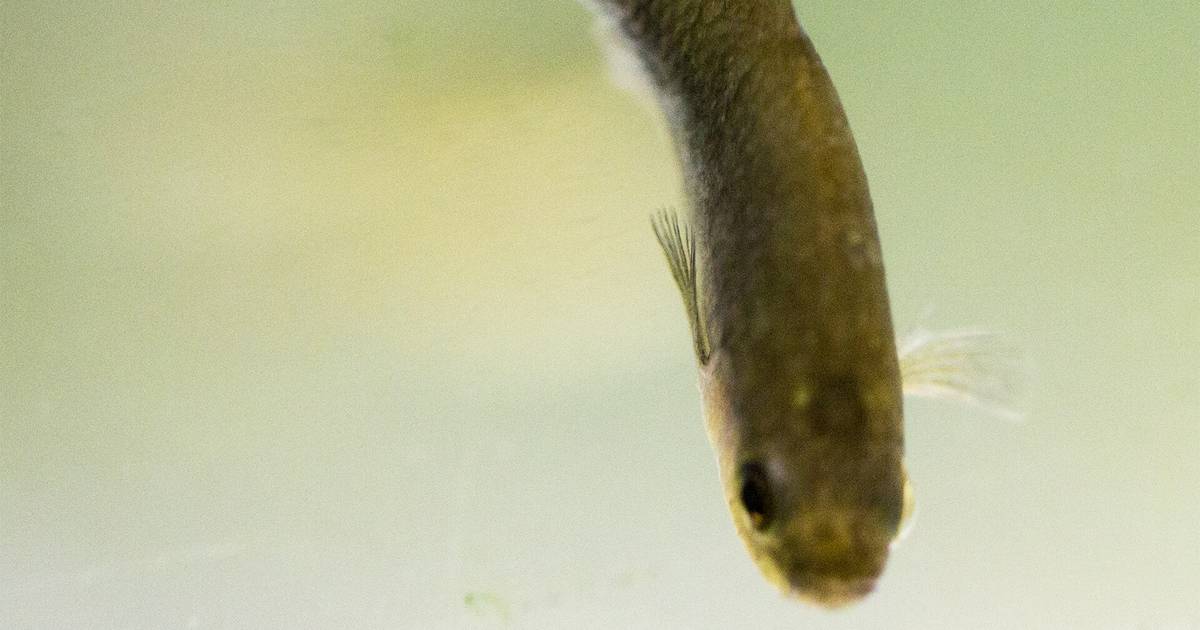 Sauvegarder les poissons d'eau douce au Mexique - Beauval Nature