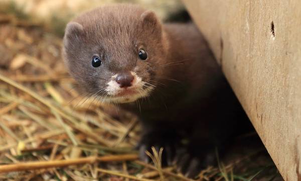 Sauver le vison d'Europe - Beauval Nature