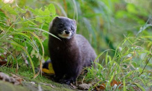 Sauver le vison d'Europe - Beauval Nature