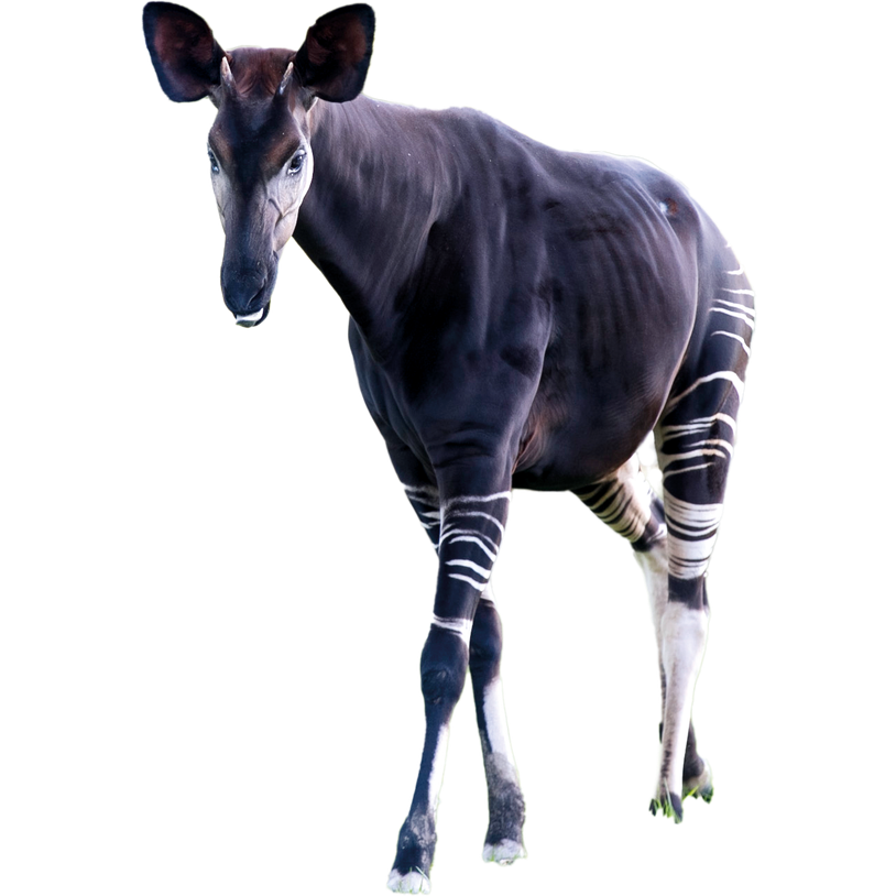 Sauvegarder les okapis au Congo - Beauval Nature