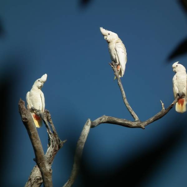 Recueillir et réintroduire le cacatoès des Philippines - Beauval Nature