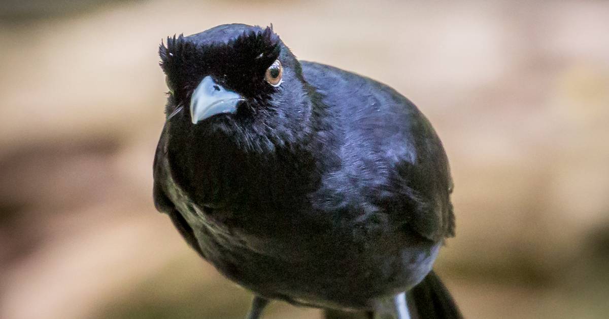 Sauver le monarque de Fatu-Hiva - Beauval Nature