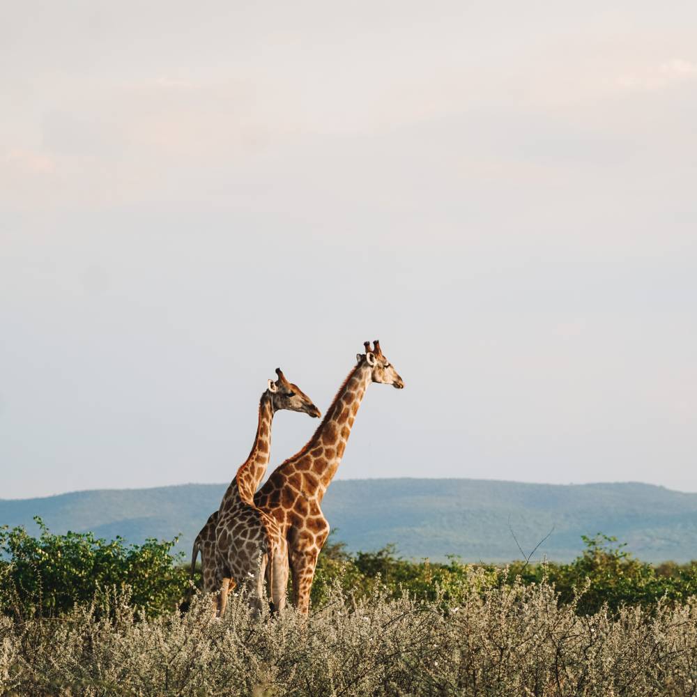 Préserver les girafes en Afrique - Beauval Nature