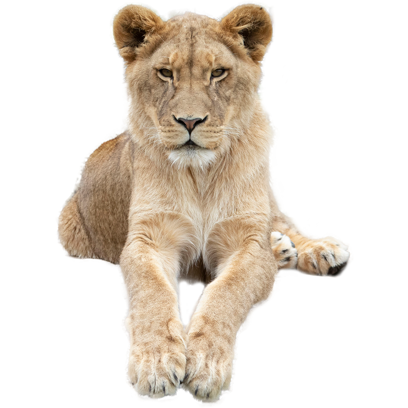 Lutter contre le braconnage des lions au Sénégal - Beauval Nature