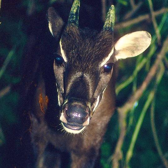 Sauver les derniers saolas au Laos et au Vietnam - Beauval Nature
