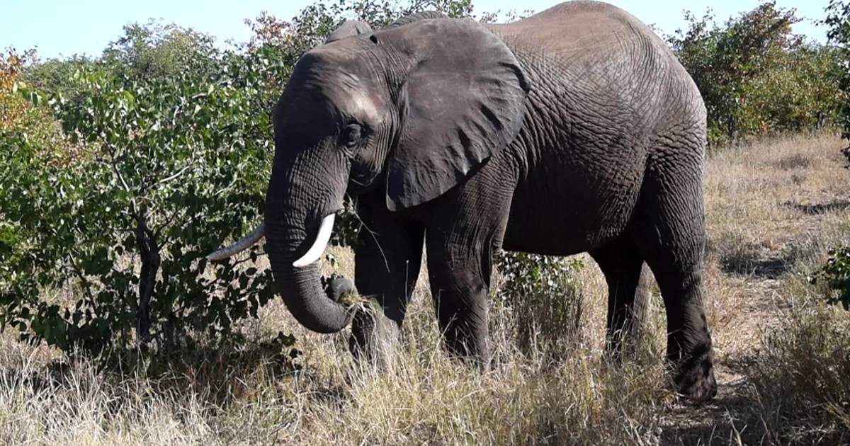 Protéger les éléphants d'Afrique et leur habitat - Beauval Nature
