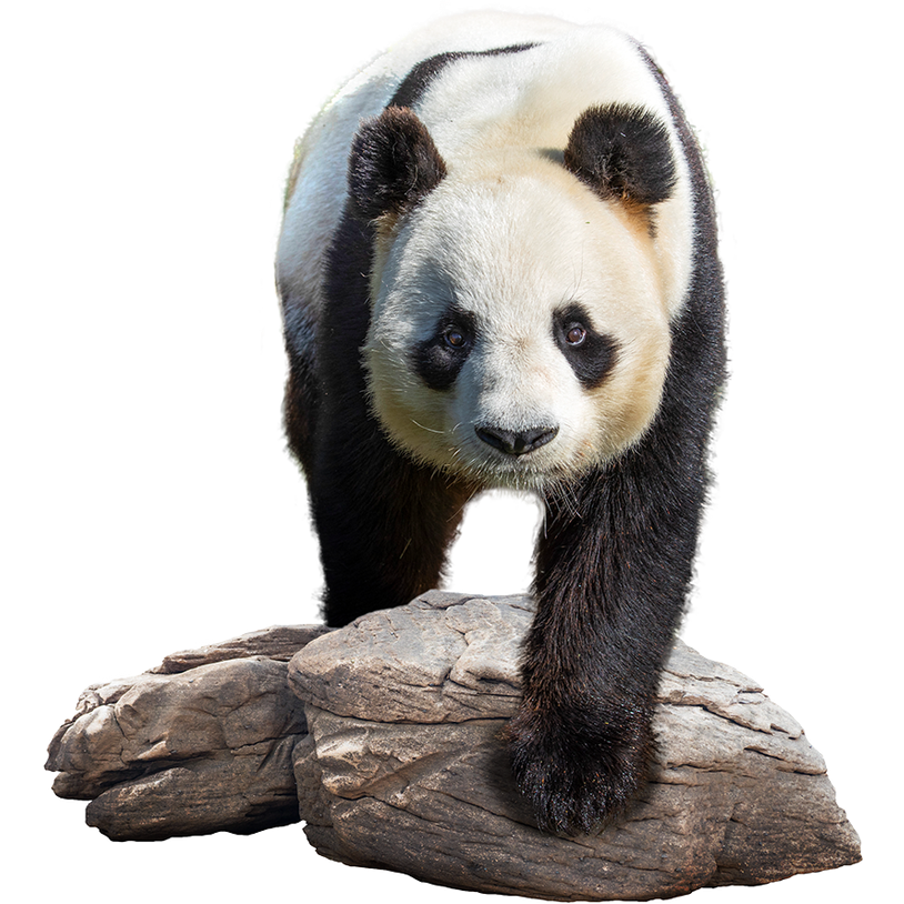 Réintroduire et conserver les pandas géants en Chine - Beauval Nature