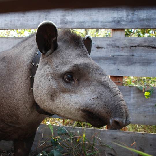 Etudier et protéger les tapirs terrestres au Brésil - Beauval Nature