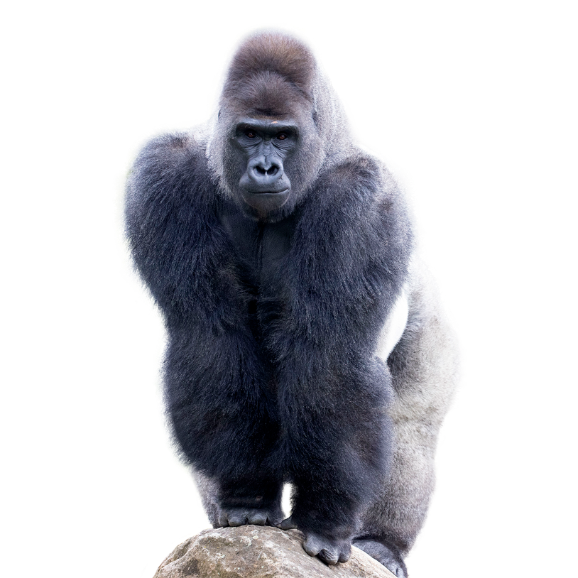 Réintroduire des gorilles en Afrique centrale - Beauval Nature