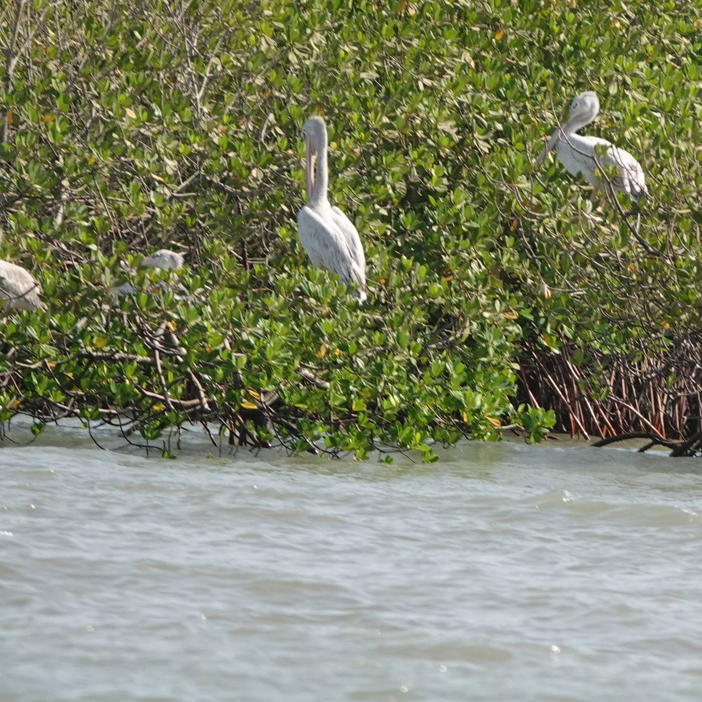 Protéger la faune et la flore des Bijagós - Beauval Nature
