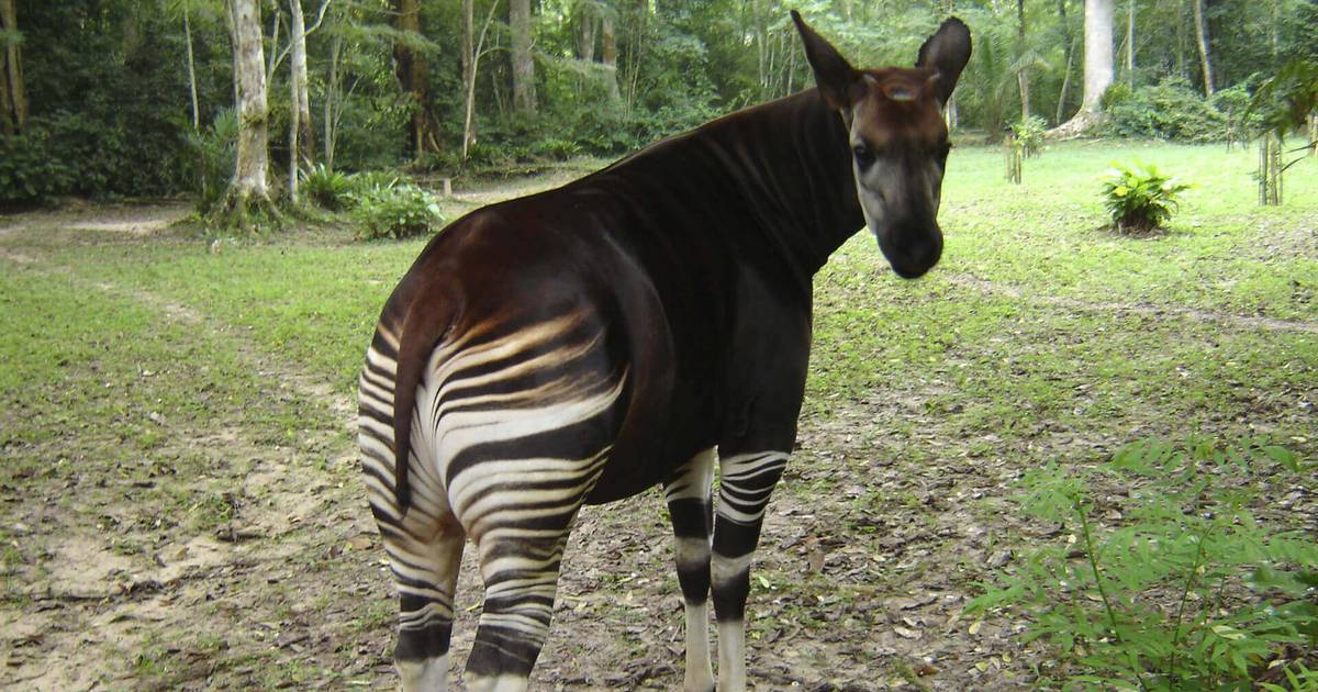 Sauvegarder les okapis au Congo - Beauval Nature