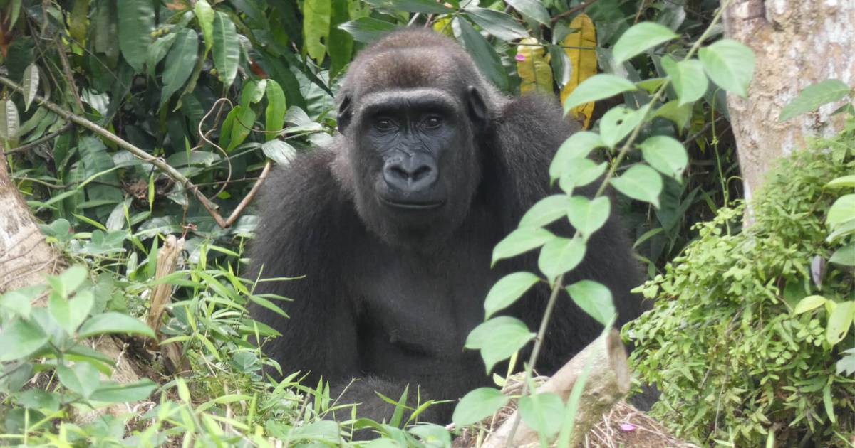 Réintroduire des gorilles en Afrique centrale - Beauval Nature