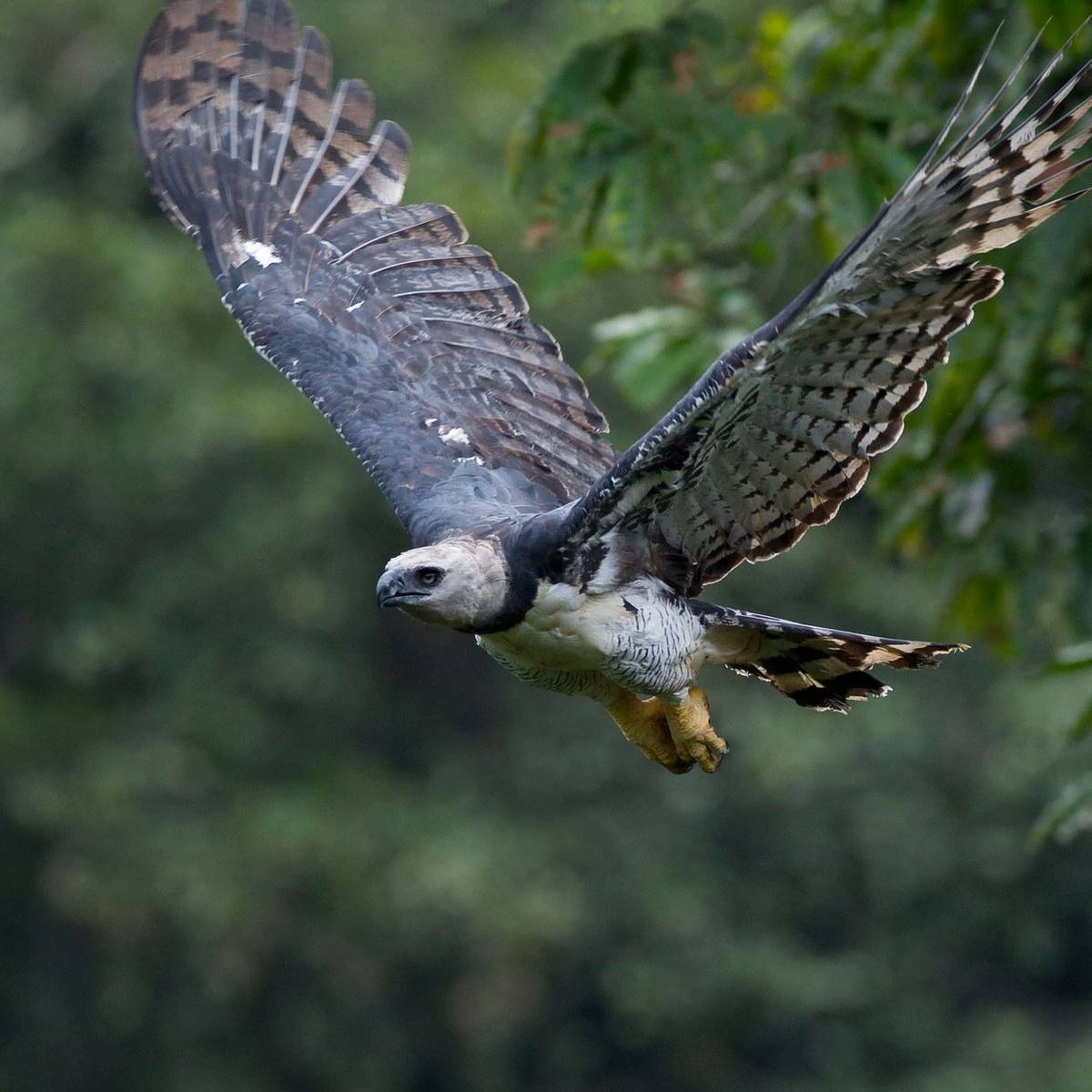 Suivre la reproduction des harpies féroces au Brésil - Beauval Nature