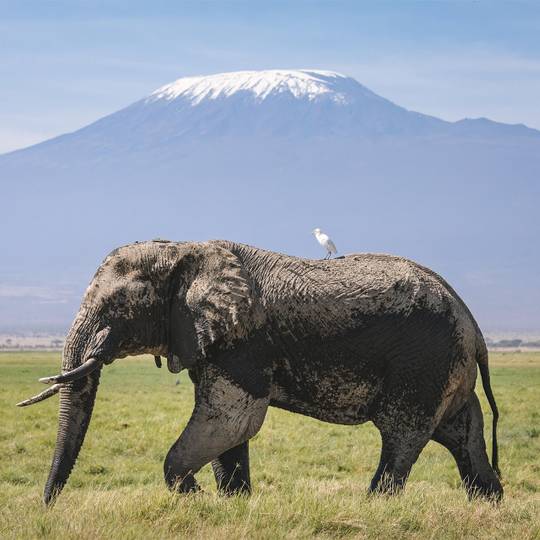 Protéger les éléphants d'Afrique et leur habitat - Beauval Nature