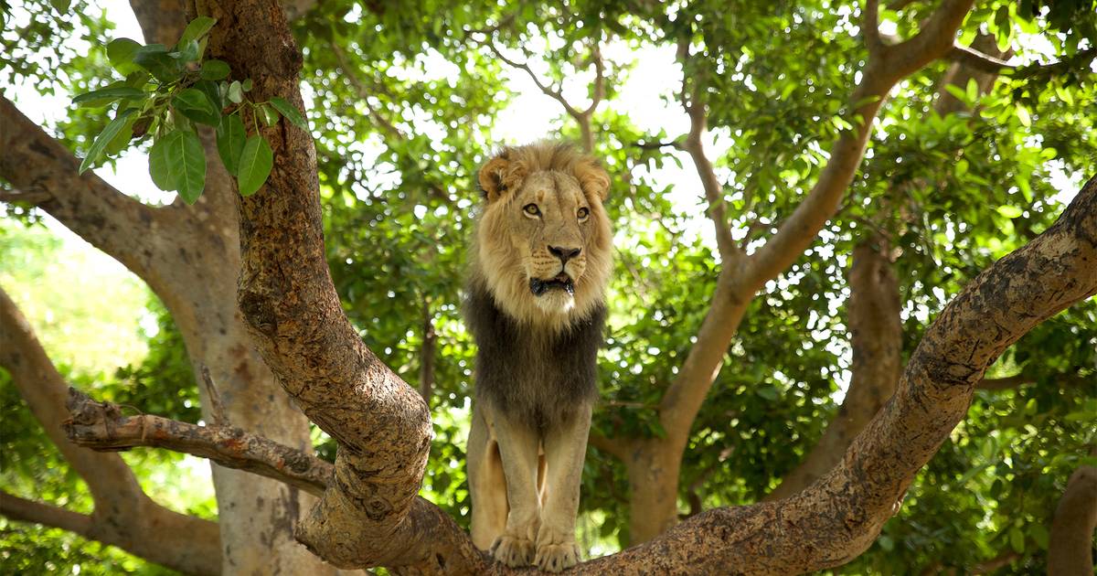 Lutter contre le braconnage des lions au Sénégal - Beauval Nature